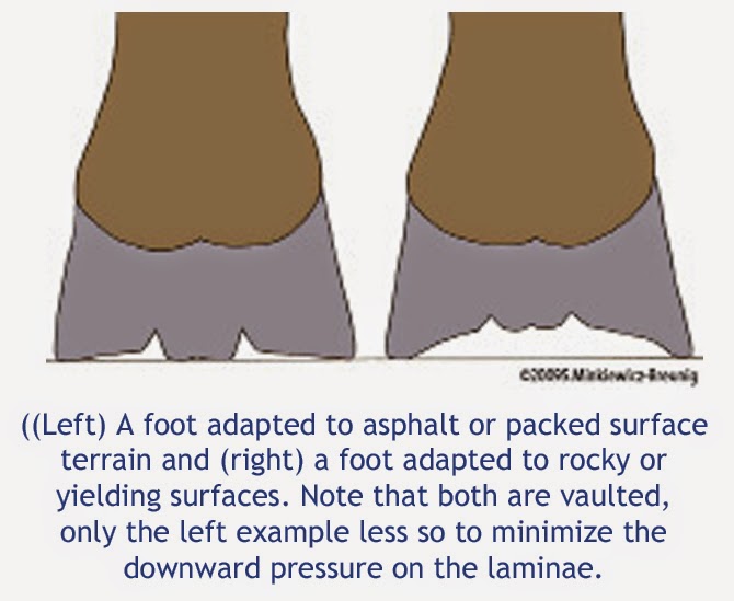 Musings at Minkiewicz Studios LLC: Steppin' Out: Hooves From An ...