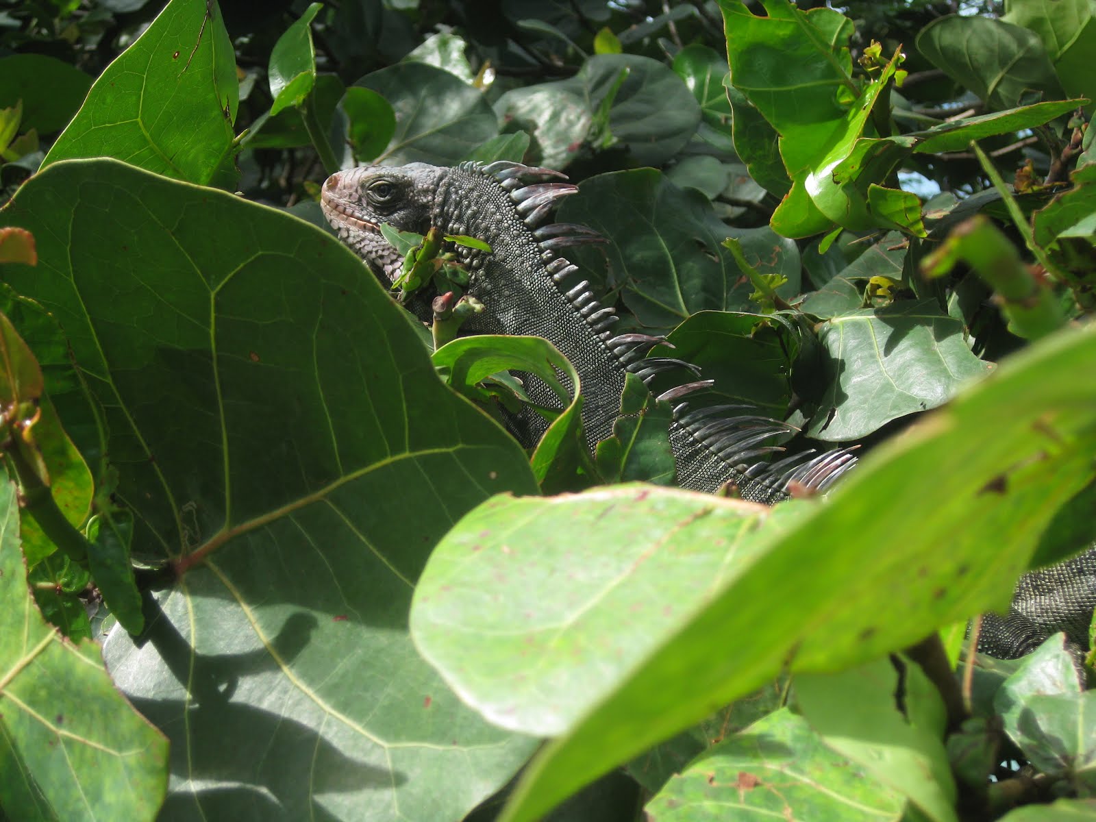 AnimalBeat: Iguanas, feral cats & St. Thomas