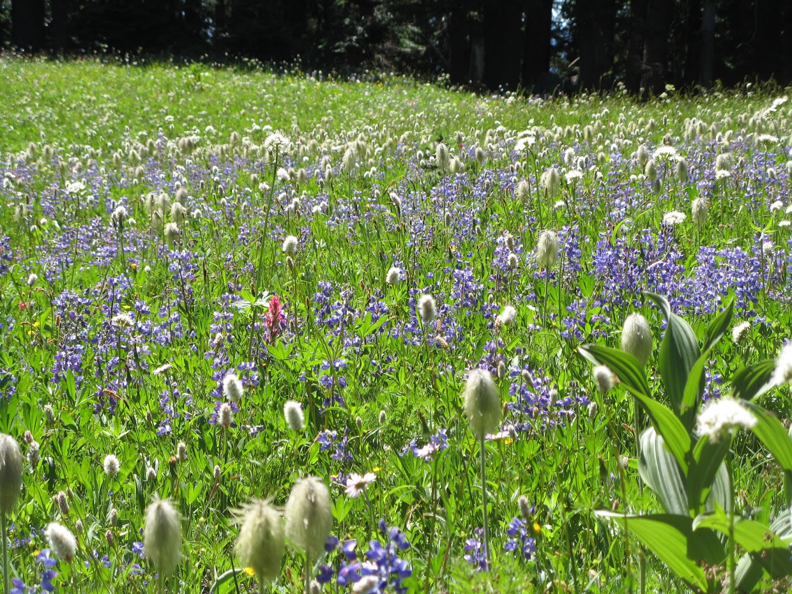 Travel Journal: Bear Creek Mountain, Goat Rocks Wilderness