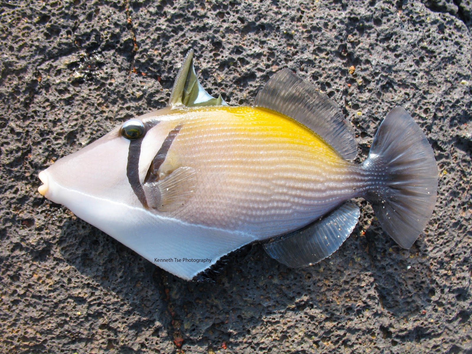 MuskieBait Adventures: 2016 Hawaii - Hawaii (Day 17)