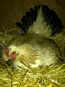 Keeping Chickens: American Gamefowl