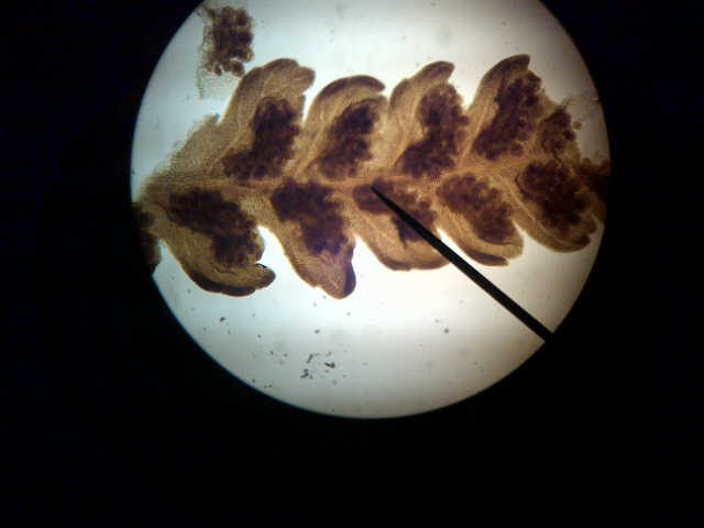 Bio 11 Botany Project: May 2012