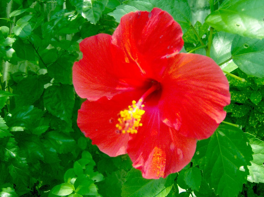 Deretan 50+ Nama Ilmiah Tanaman Bunga Sepatu Adalah Hibiscus Rosa ...