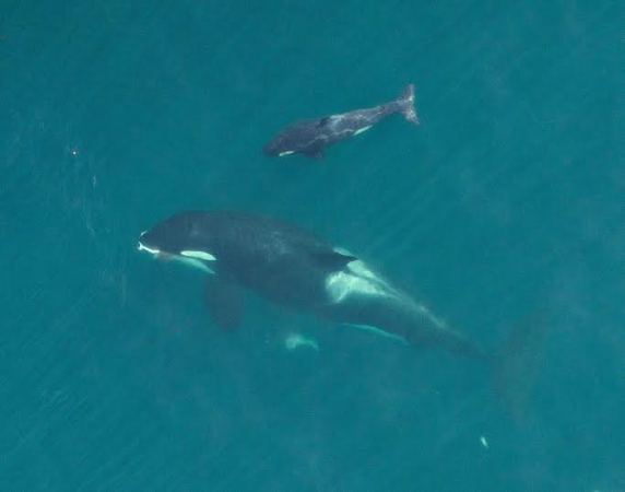 Stunning aerial photos of wild newborn killer whales...