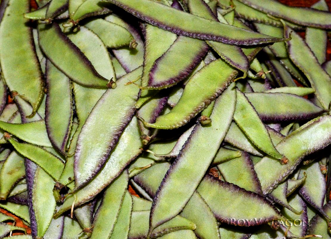 dinengdeng/baradibud a kamangeg, samsamping, parda ken kabatiti; wild ...