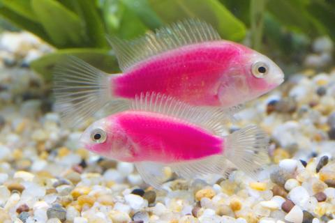 IKAN NEON ANGEL FISH - SEMUA CARA BUDIDAYA HEWAN