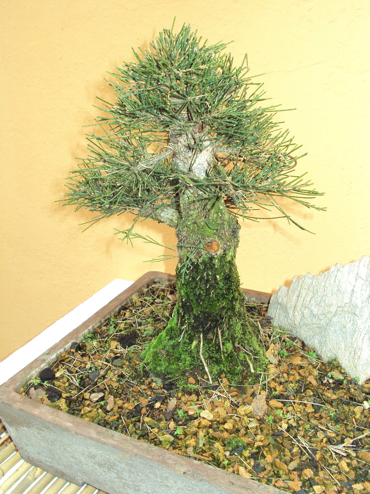 Bonsai Minas: Casuarina