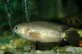 Anim Agro Technology: IKAN PUYU