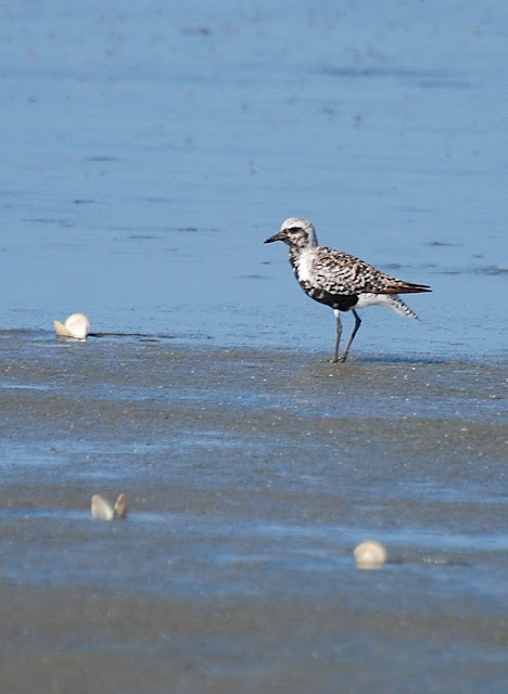 Birding Is Fun!: The Art and Poetry of the Black-bellied Plover