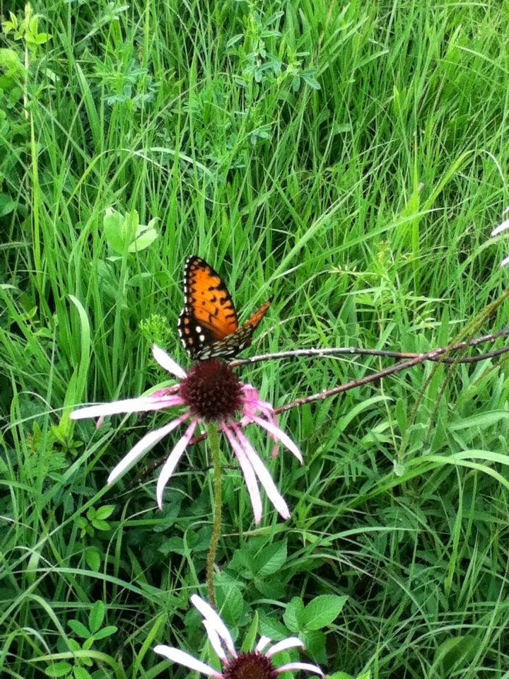 Life On The Tallgrass Prairie: Prairie At Night