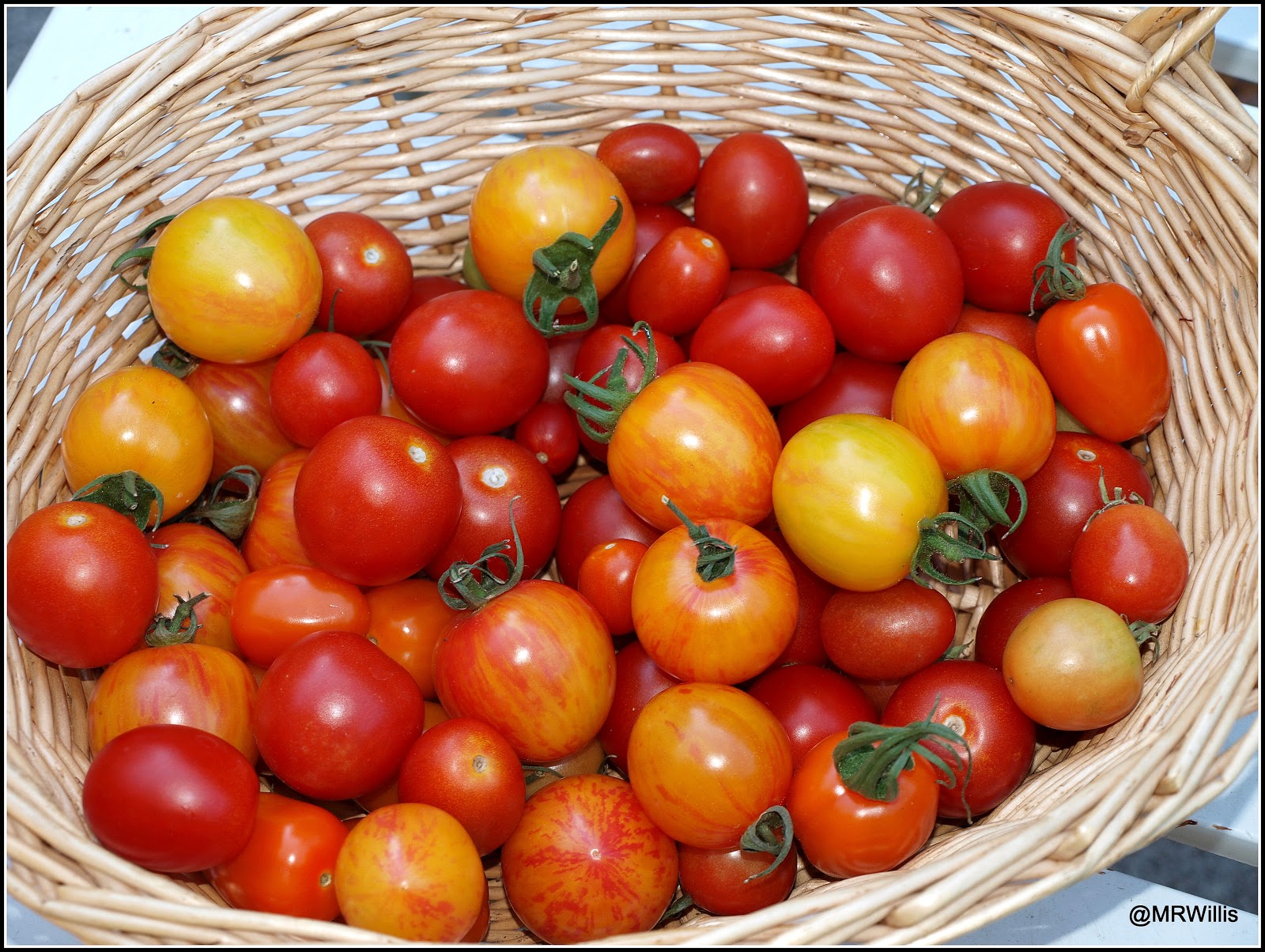 Mark's Veg Plot: It's High Season for tomatoes and chillis