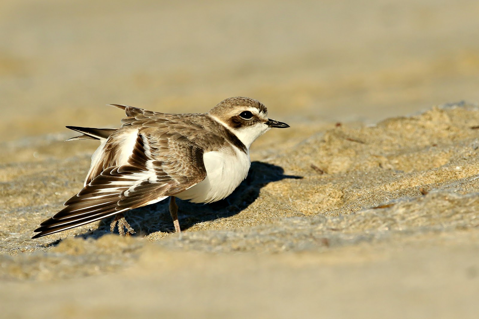 The best views ever of a Mountain Plover in Oregon!