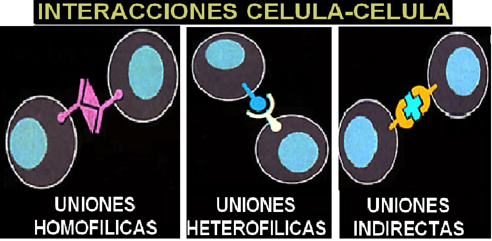 BIOLOGÍA nivel enseñanza media : ¿Qué son las uniones homofílicas y ...