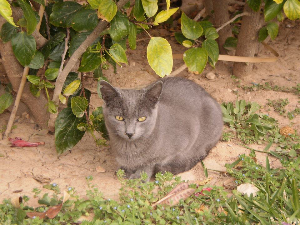 Gatos de la Universidad de Alicante: Héctor, el gato humo