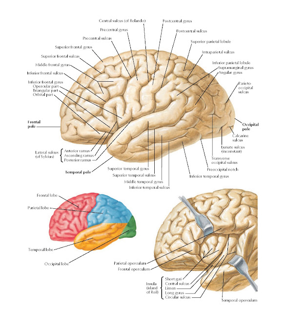 Brain: Lateral Views Anatomy - pediagenosis