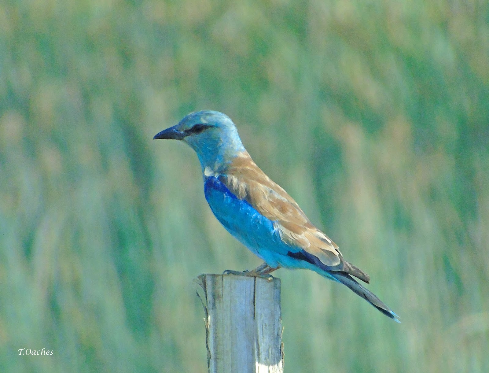PASARI DIN ROMANIA: DUMBRAVEANCA, Coracias garrulus