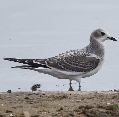 Sabine's (fork-tailed) gull | Birds of India | Bird World