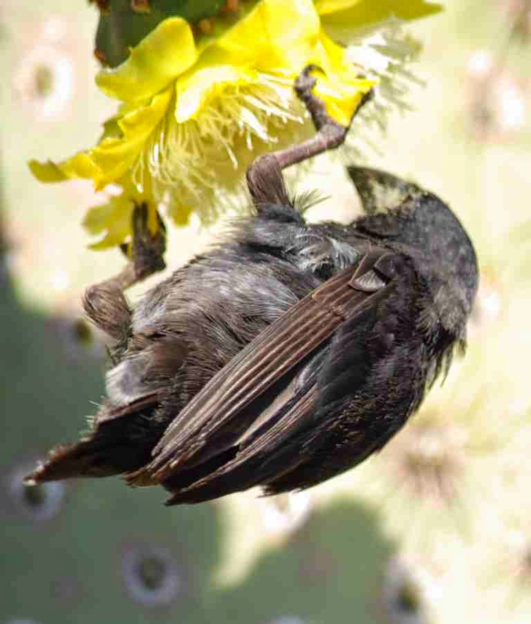 TRAS EL VUELO DE LAS AVES: ISLAS GALÁPAGOS I, ENDEMISMOS