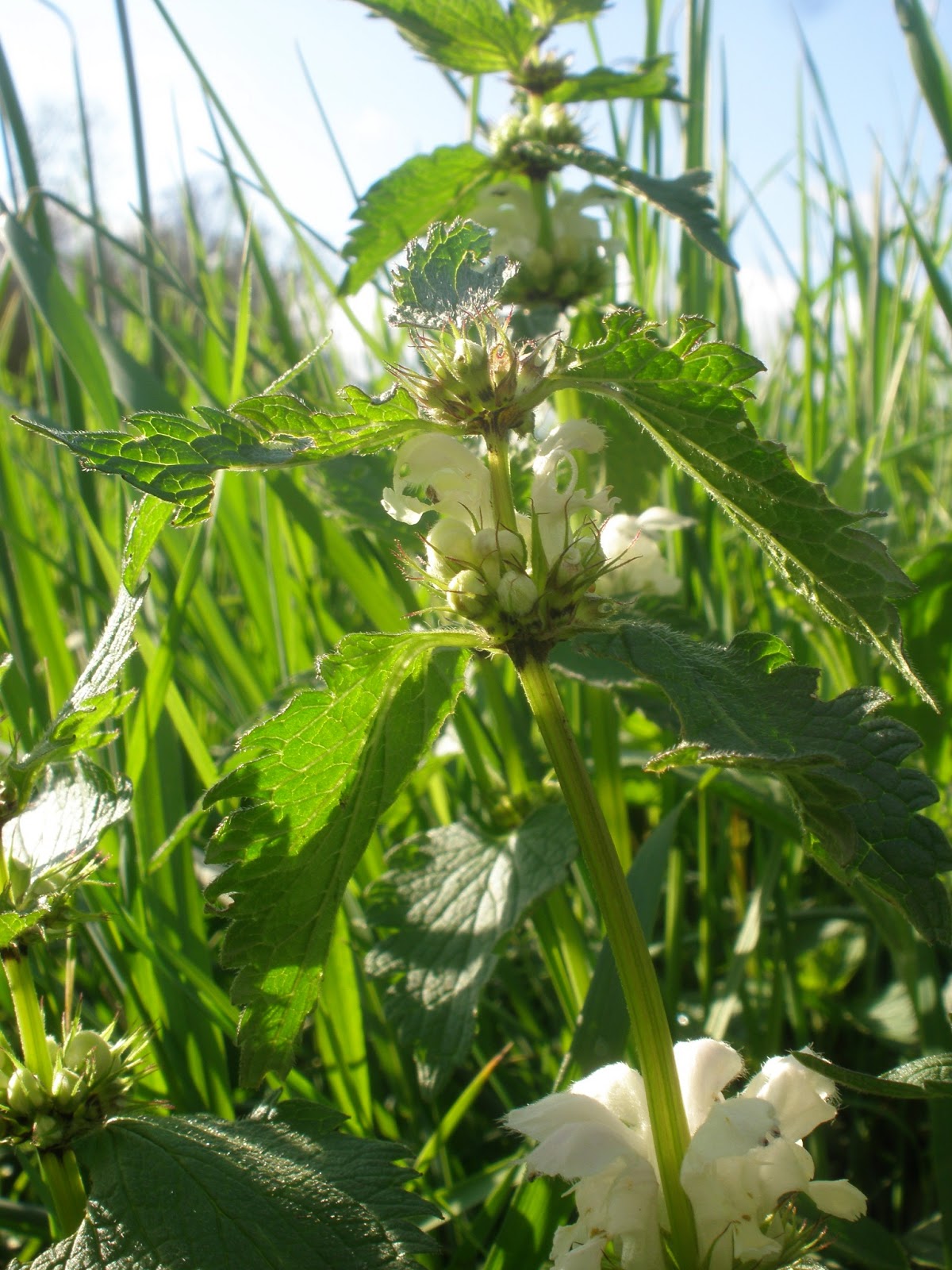 Di fiore in fiore: Lamio bianco
