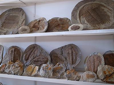 What's On in Sahara? - Morocco Desert Palm Tours -: Fossil Museum in ...