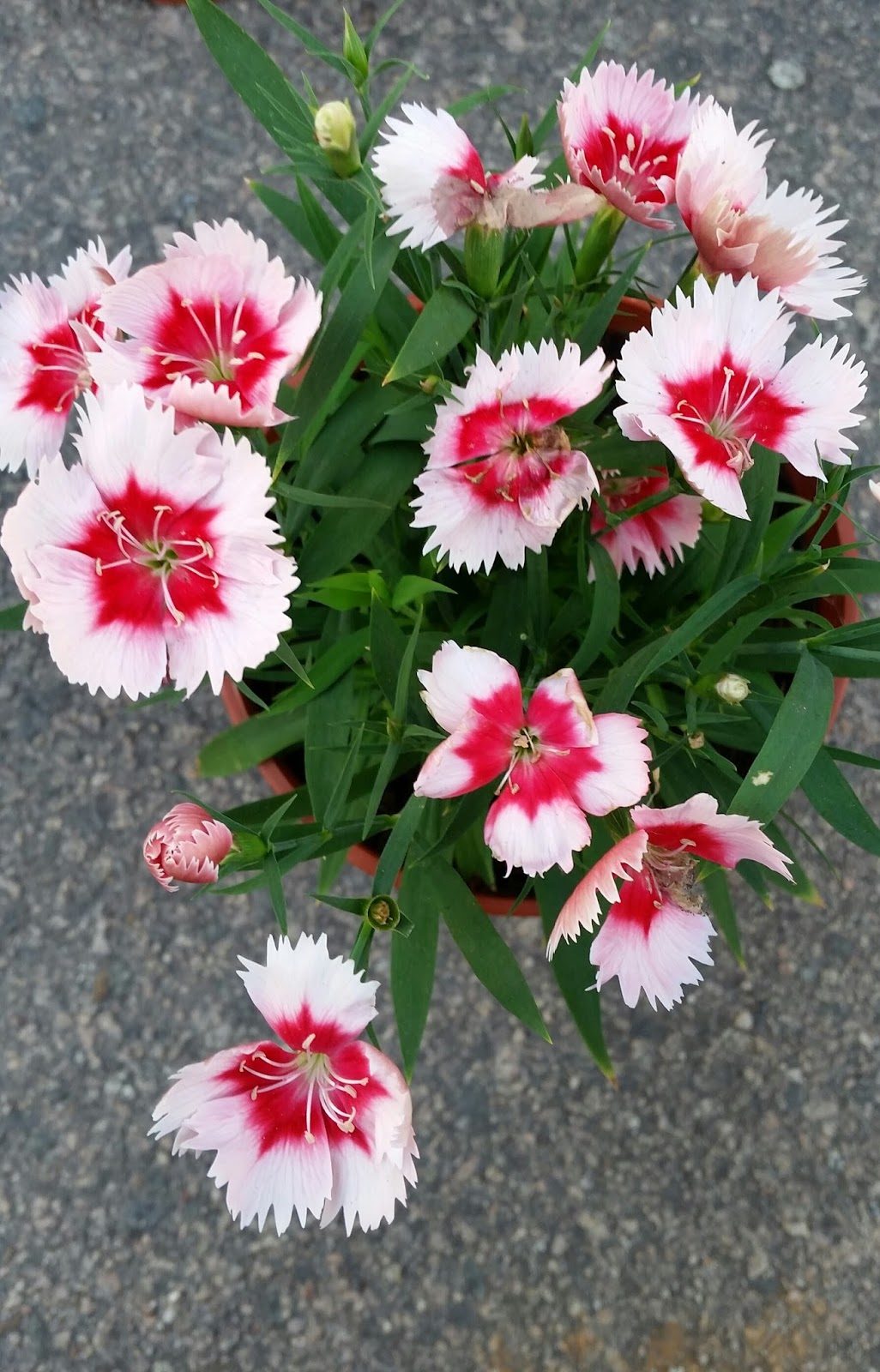 Warisan Petani: WW 35 : Bunga Diantus Hybrid