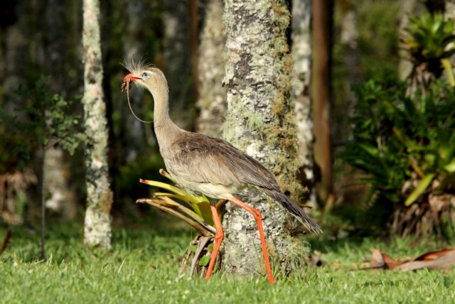 Vamos falar do Cerrado?: Fauna do Cerrado