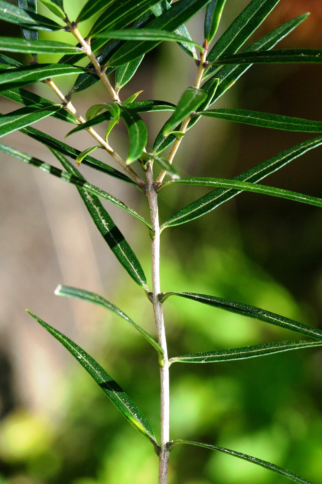 Node Where One Or More Leaves Are Attached Botany Word Of The Day Node Where One Or More Leaves Are Attached Botany Word Of The Day
