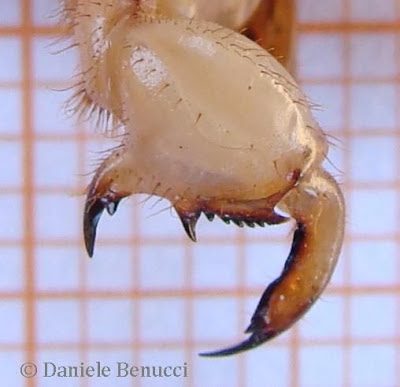 Real Monstrosities: Cicada