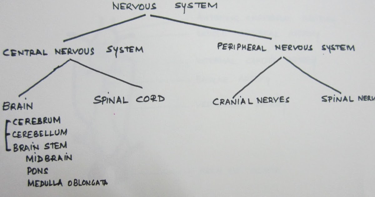 Brain & Mind - A to Z: Basic Neuroanatomy for the Beginner ( Brain ...