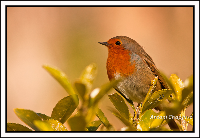 Solsones en Imagenes: Pit-Roig (Erithacus rubecula) Cast: Petirrojo