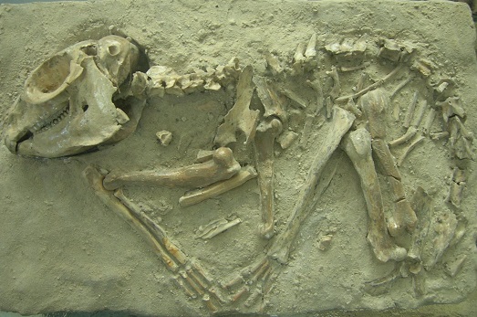 Noticias de Paleontologia: Paedotherium typicum, entre los pequeños ...