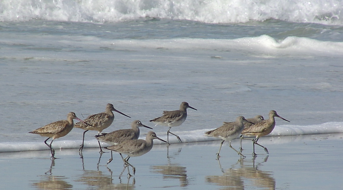 FIELD TRIP: Shorebirds 101 ~ Morro Coast Audubon Society