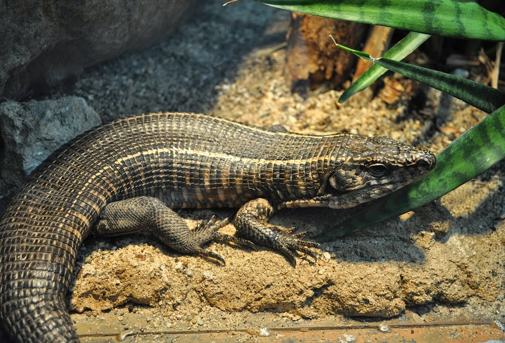 ZOOTOGRAFIANDO (5.836 ANIMALS): LAGARTO GIGANTE PLATEADO / GIANT PLATED ...