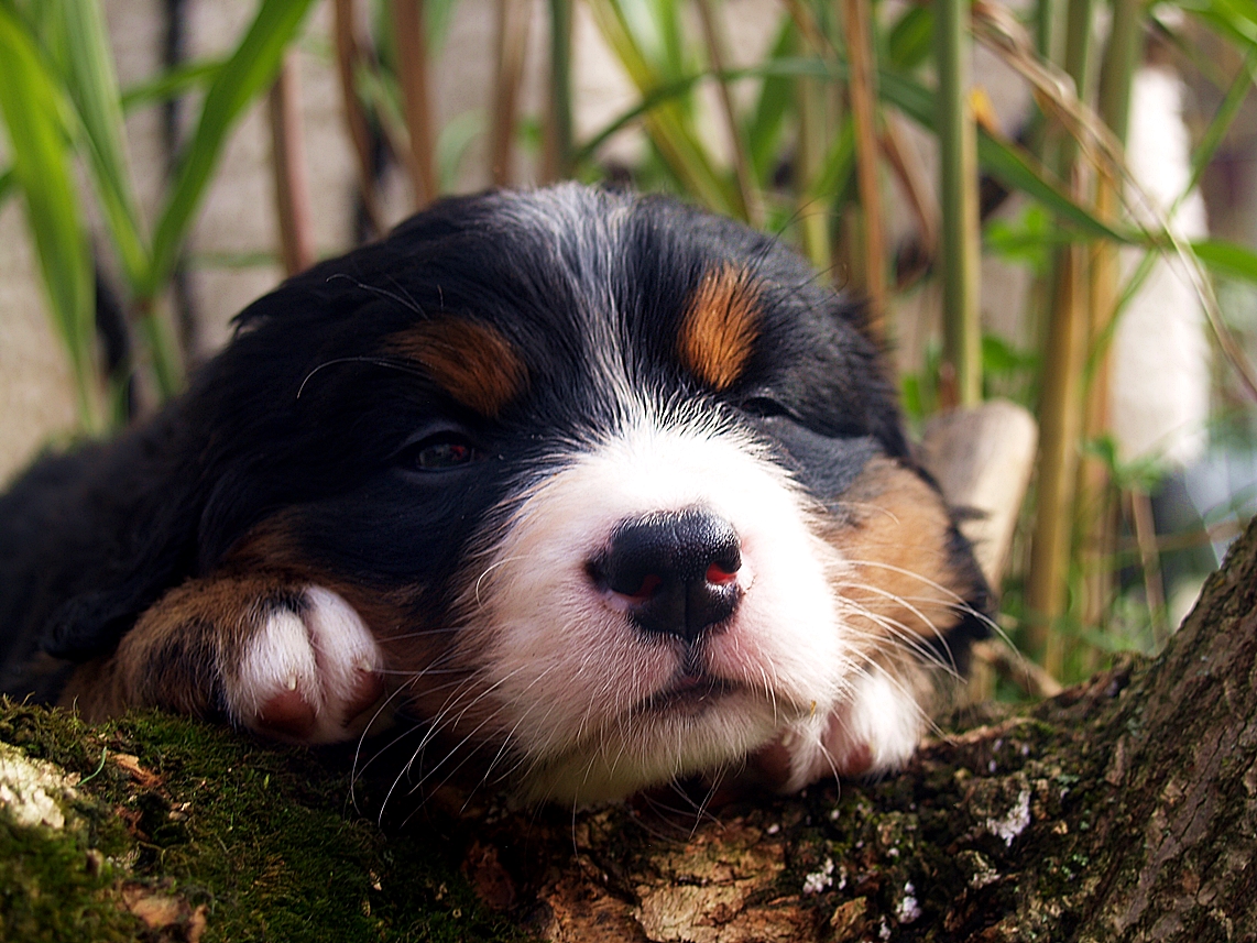 BERNER SENNENHUND WELPEN - einfach zum Liebhaben - White and Vintage