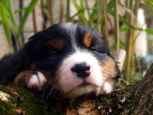 BERNER SENNENHUND WELPEN - einfach zum Liebhaben