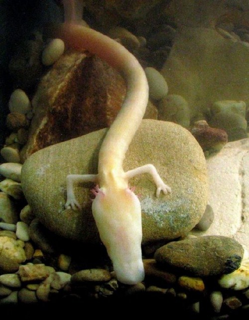 animals world: Weird Fish Olm Pictures | The Olm Amazing Human Fish Photos