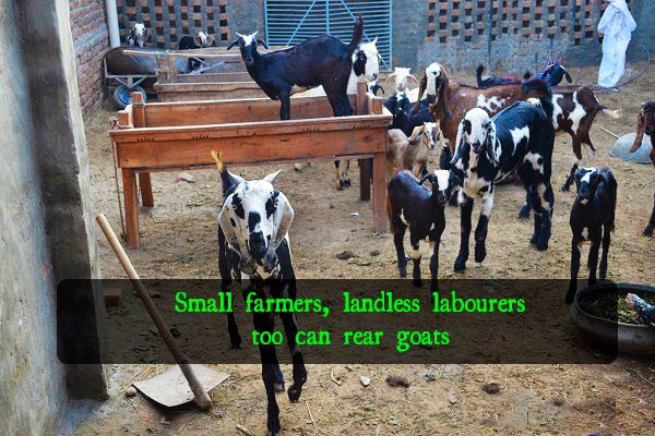 Garden and Farms: Small farmers, landless labourers too can rear goats