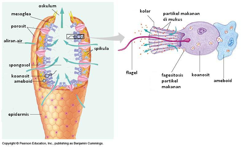 Kingdom Animalia : Filum Porifera dan Cnidaria - MAHKOTA SAINS