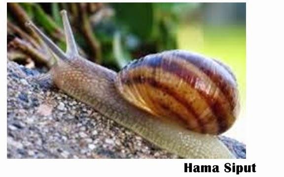 Hama Siput, [ Pertanian ] | Budidaya