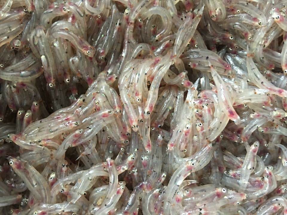 My life stories: Dreaming of ‘ginamos'