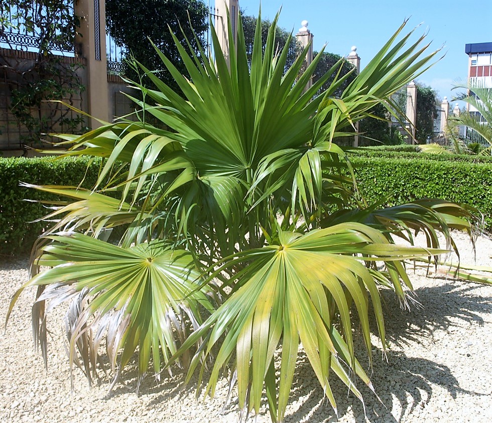 elarbolmiamigo-encinarosa: Thrinax radiata – Pelambrera de Florida ...