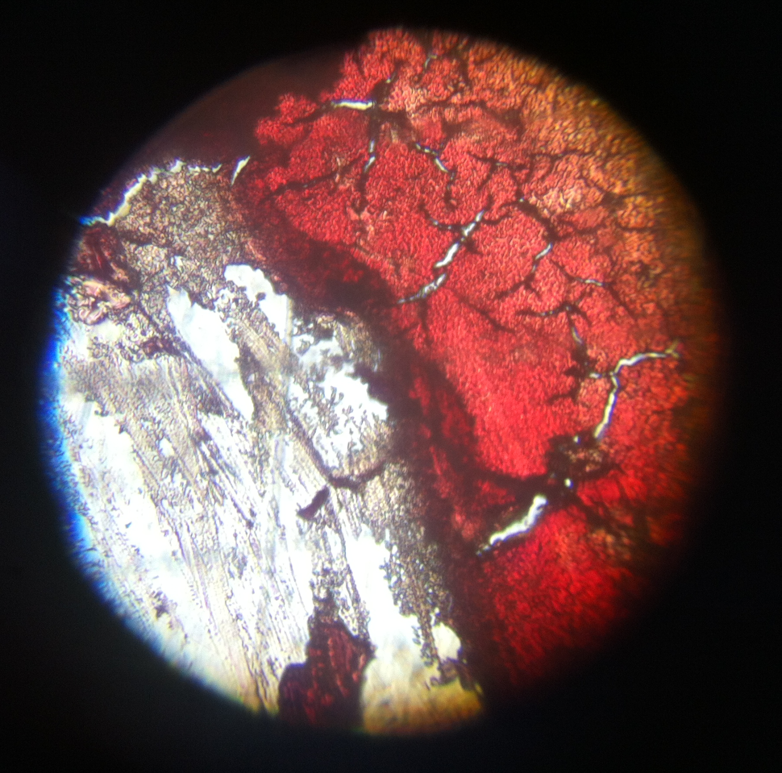 Biology Photos: Human Blood