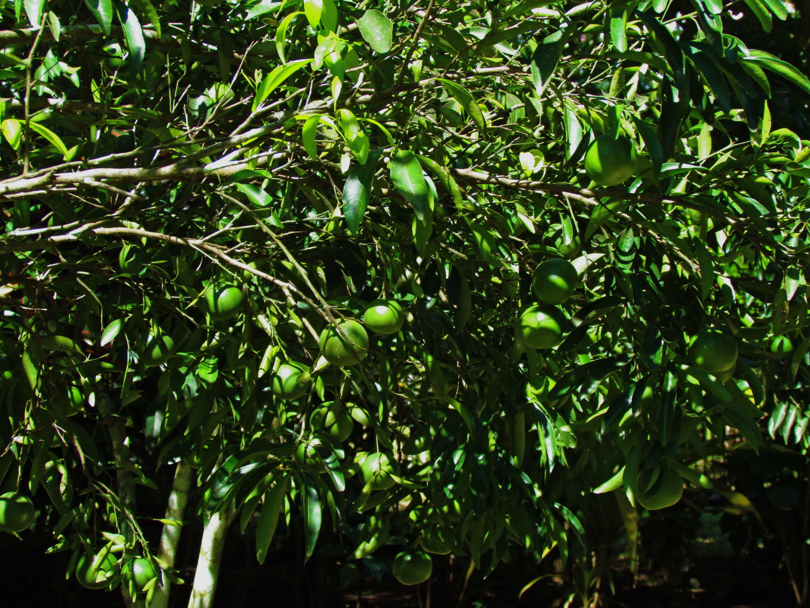 1784: Dalandan Season