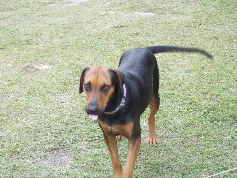Black Catahoula Dog | Top Dog Pictures, Photo and Image