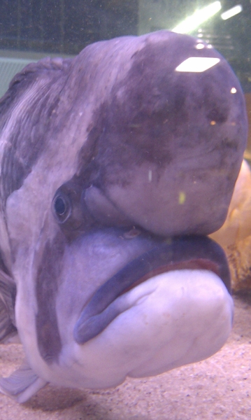 BIG BRAIN TECHNOLOGIES: Make Big Fish Brains