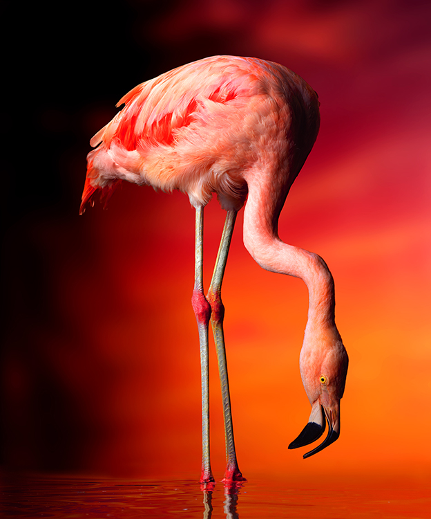 :: Alexandra Proaño 3D - Green Pear Diaries ::: Mark Laita, la belleza ...