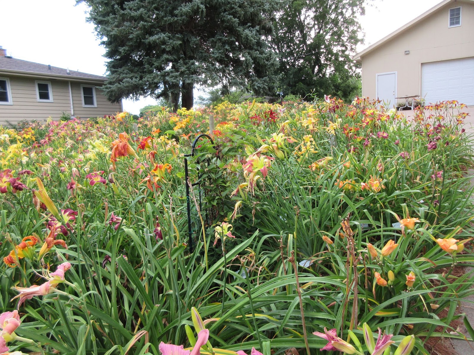 American Daylily Society Region One: 2019 Region One Tour Garden ...