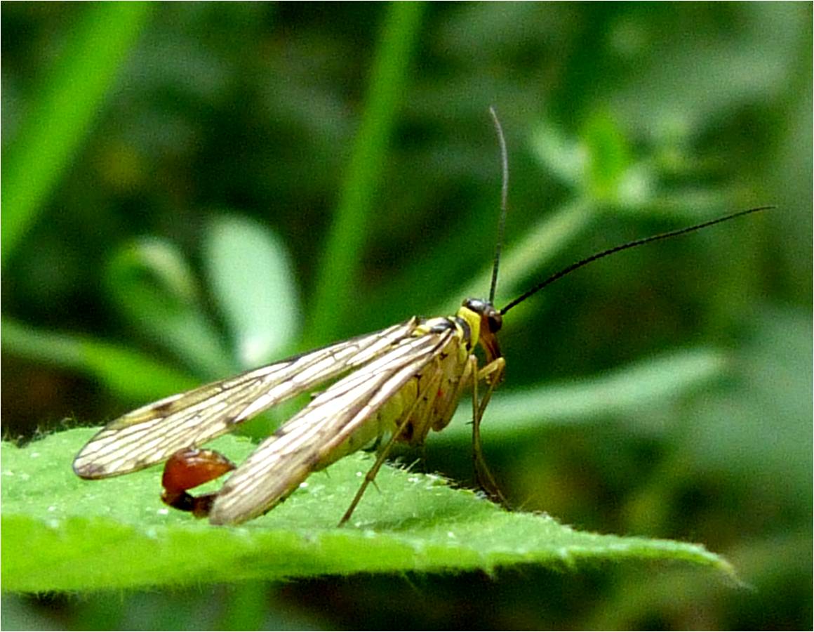 Insects of Scotland: Lacewings/Scorpion Flies