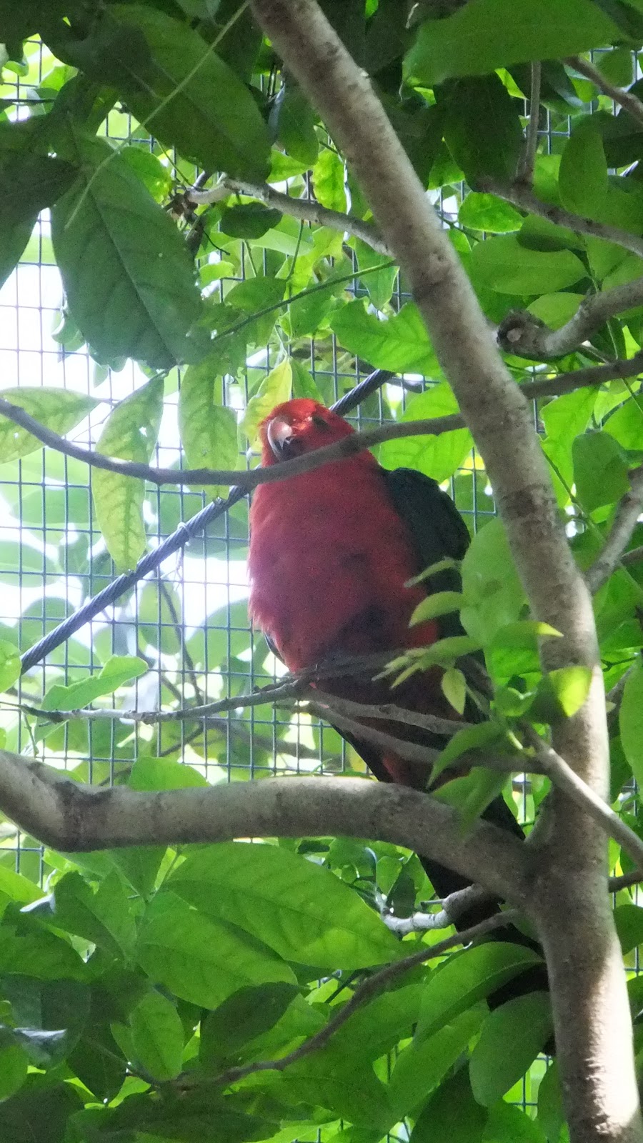 Justina-Overseas: Taronga Zoologijos Sodas Sidnėjus