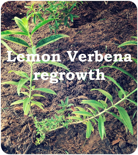Lemon Verbena Living: Lemon Verbena Plant Regrowth
